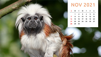 Free Online Calendar Maker: Create a Custom Calendar with DocHipo