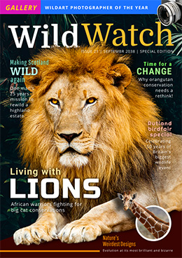 Free Online Magazine Cover Maker: Create a Custom Magazine Cover with ...