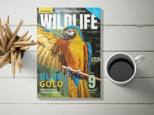 Free Customizable Wildlife Magazine Cover Templates | DocHipo